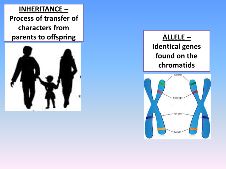 Grade 10: SEMESTER 2 Chapter 1 - INHERITANCE