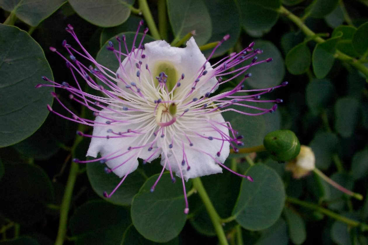 Cookiaino: Cucinare con i fiori