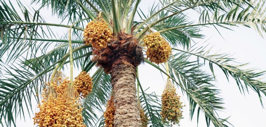 DIÁRIO COM A NATUREZA: 04 DE NOVEMBRO - TAMARA - TAMAREIRA - FLOR - FRUTA