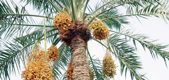 DIÁRIO COM A NATUREZA: 04 DE NOVEMBRO - TAMARA - TAMAREIRA - FLOR - FRUTA