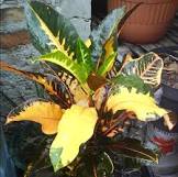 TANAMAN OBAT PURING YANG BERKHASIAT - Rangkuman Cara Bertanam Lengkap