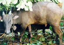 Mengenal Anoa, Sapi Cebol dari Sulawesi