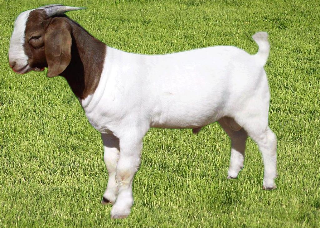 boer goat farming: How to start boer goat farming