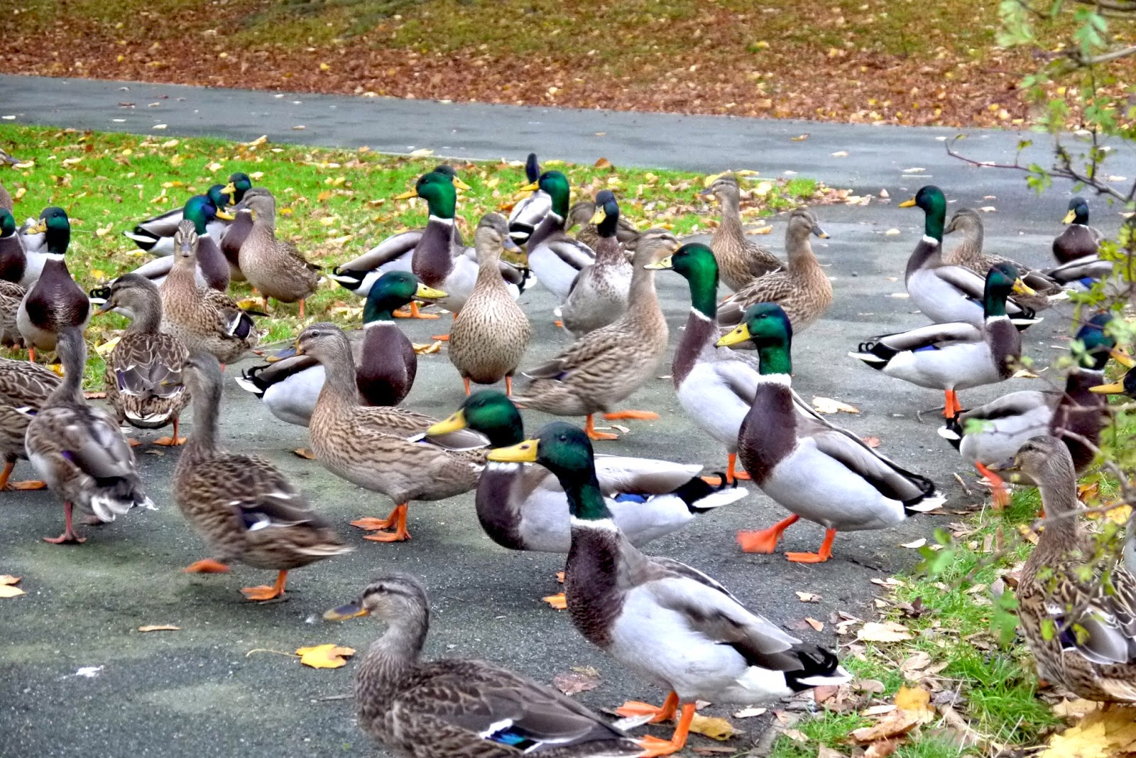 Nysamustaffa: Fall at Lancaster University's Duck Pond