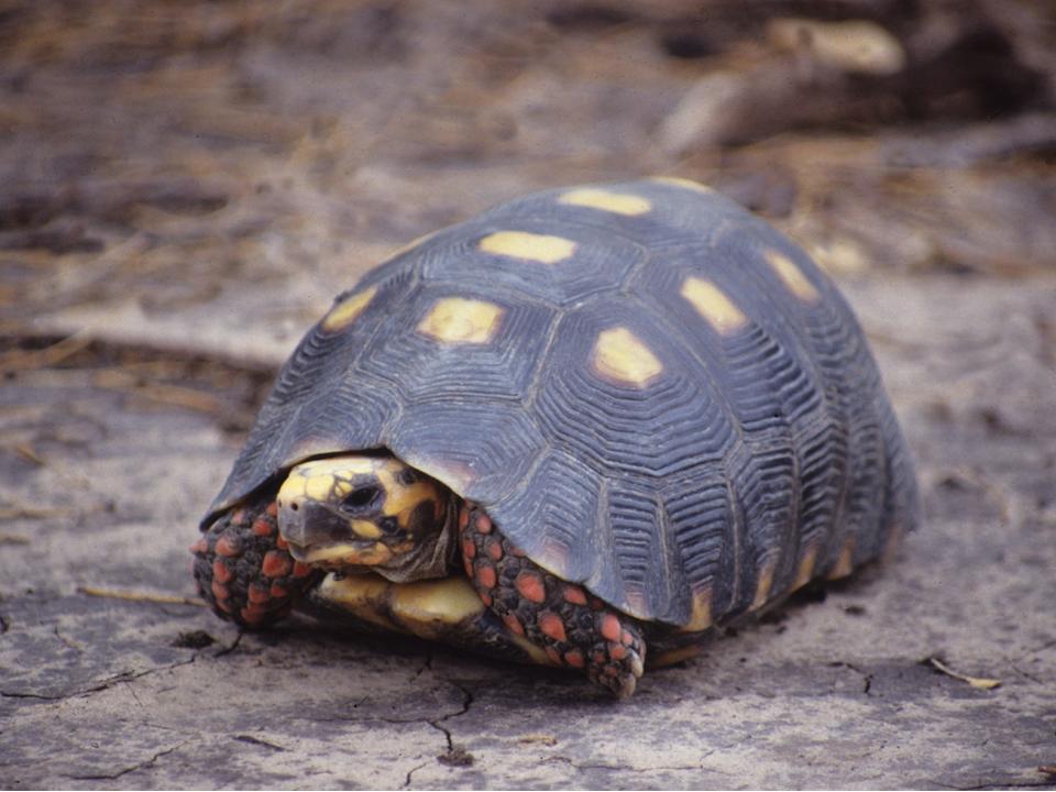 Argentina nativa: Tortuga patas rojas (Chelonoidis carbonaria)
