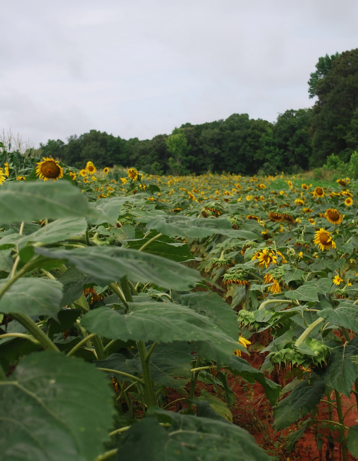 kld photos and thoughts: Sunflowers at Draper Wildlife Management Area