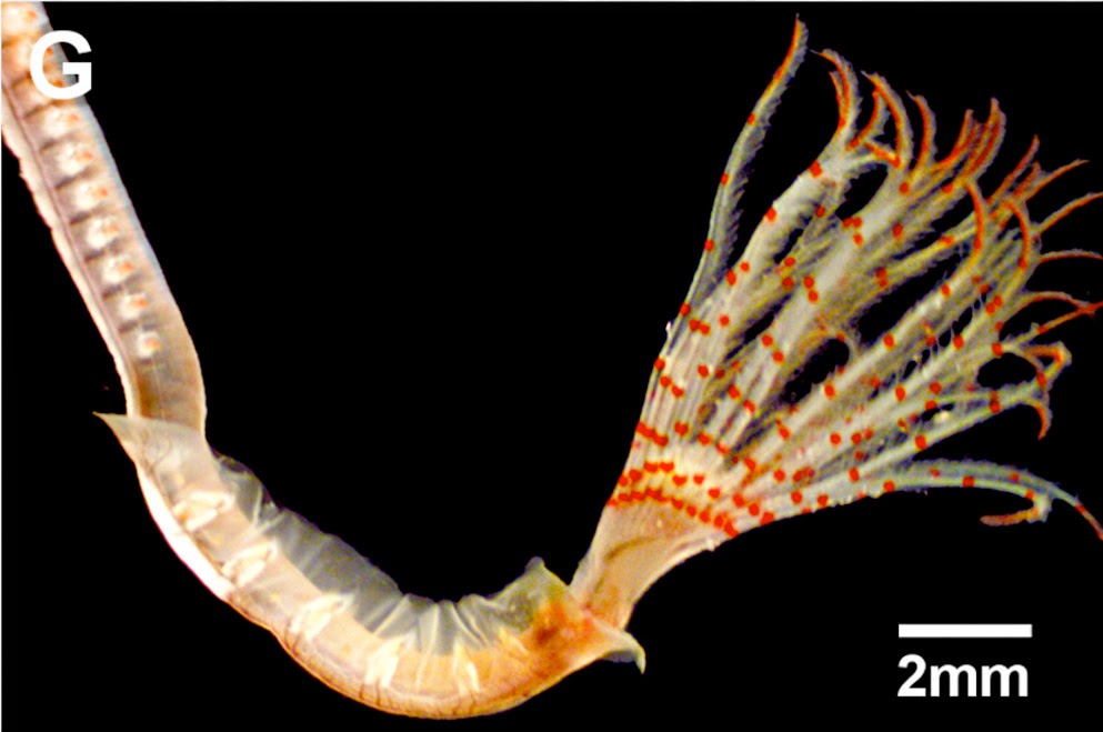 Sciency Thoughts: A new species of Serpulid Worm from the Caribbean.