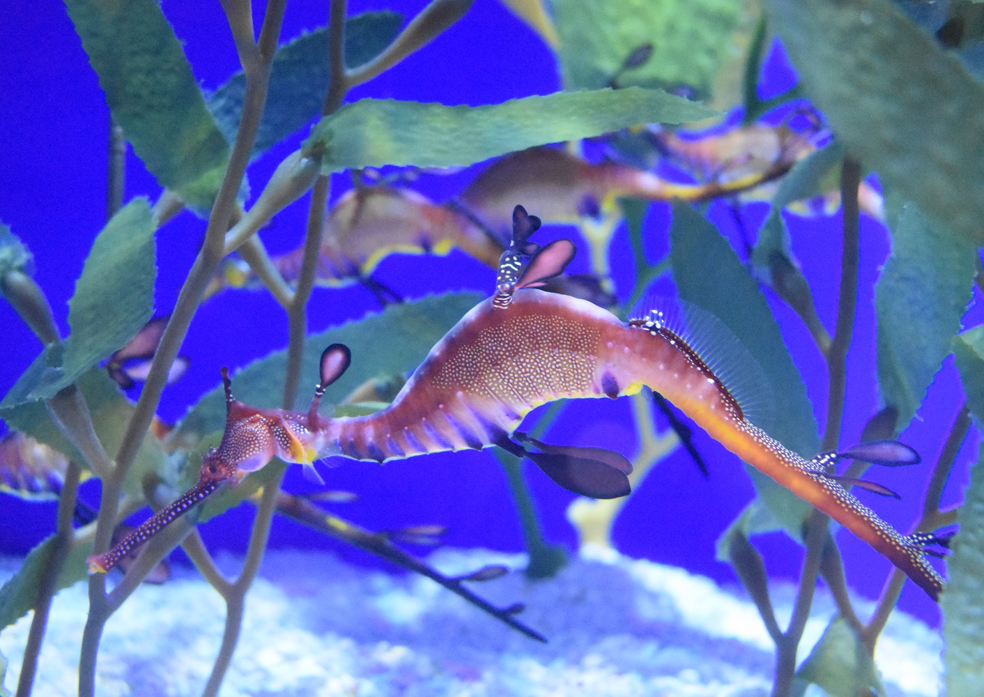 ZOOTOGRAFIANDO (6.100 ANIMALS): DRAGÓN DE MAR COMÚN / COMMON SEADRAGON ...