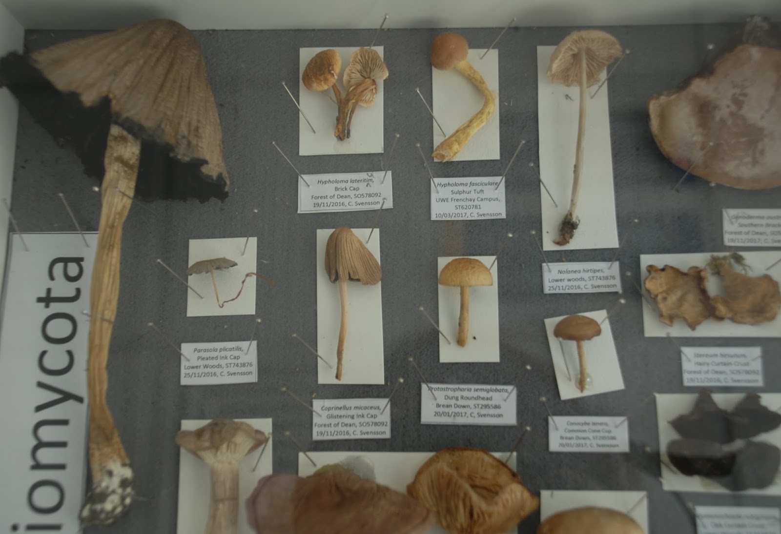 Taxonomic Collections: 2016/17 collections: fungi