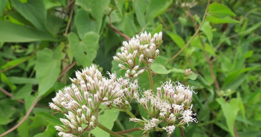 Mikania sp - Blog Arco do Verde