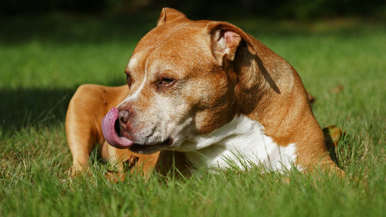 9 Amazing American Staffordshire Terrier Wallpapers