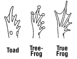 Frogblog: Frog feet (3)