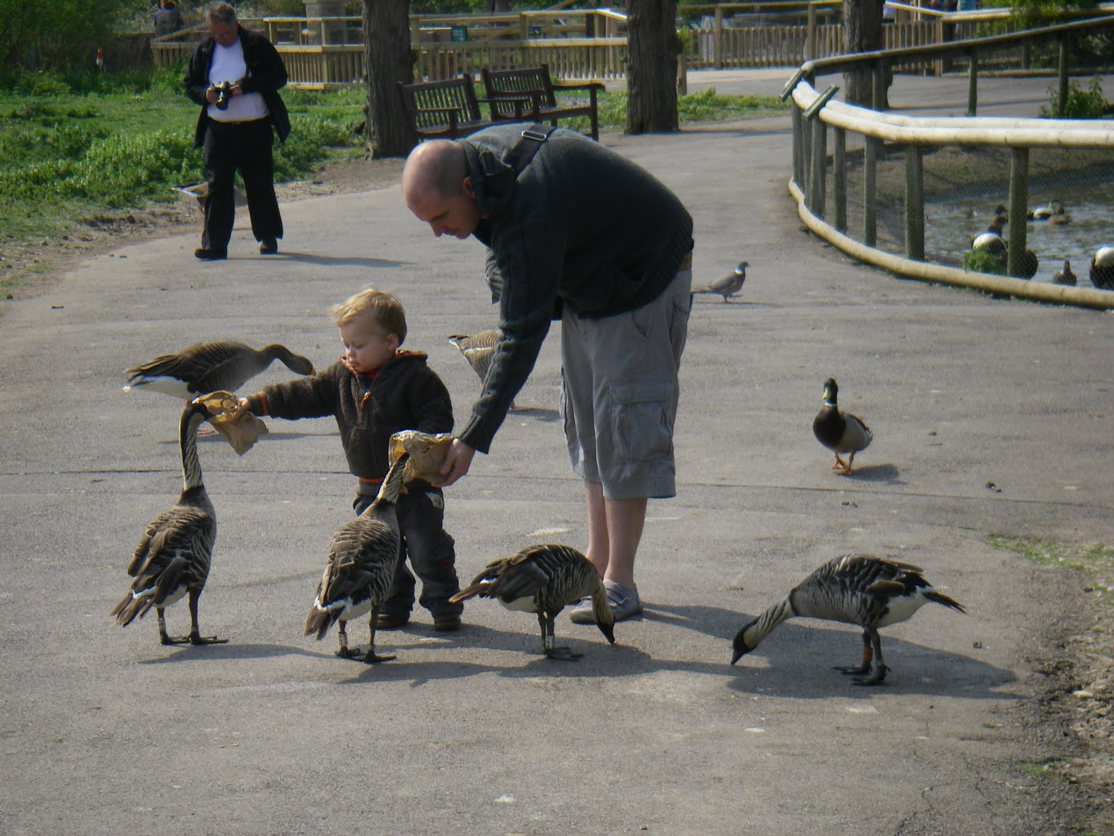 wainiha woman: Arrived in Slimbridge!