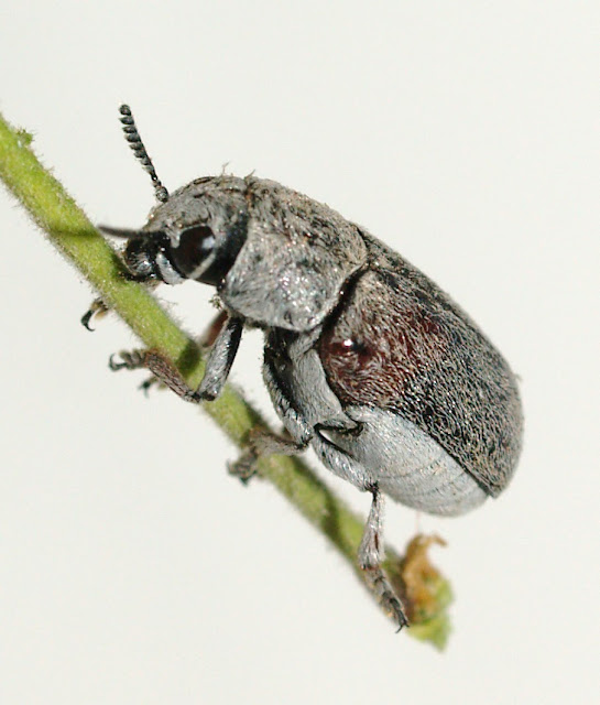 Arizona: Beetles, Bugs, Birds and more: Easter walk at Saguaro National ...