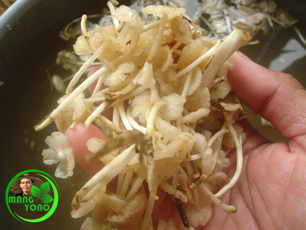 Jamur / Supa Suung Rampak