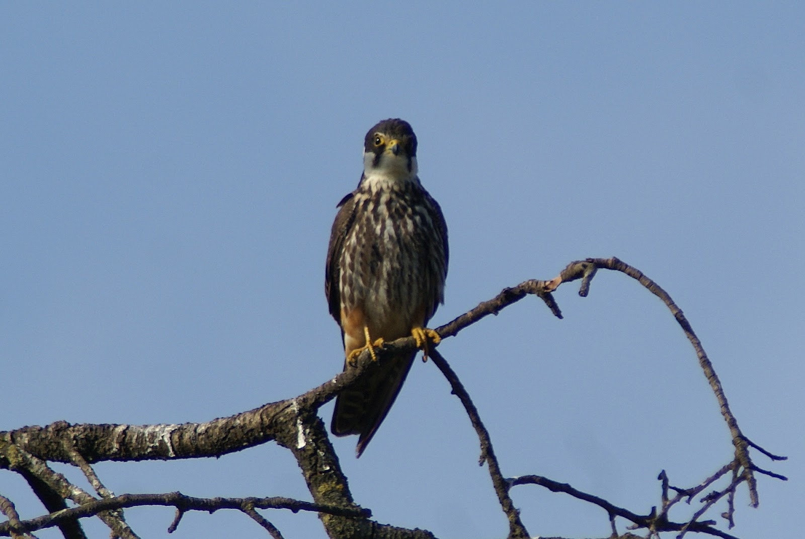 Pasión por las aves: Alcotán europeo.(Falco subbuteo)