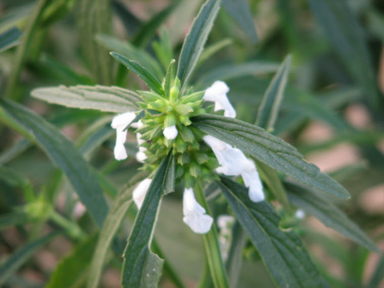 Thumba - JungleKey.in Image