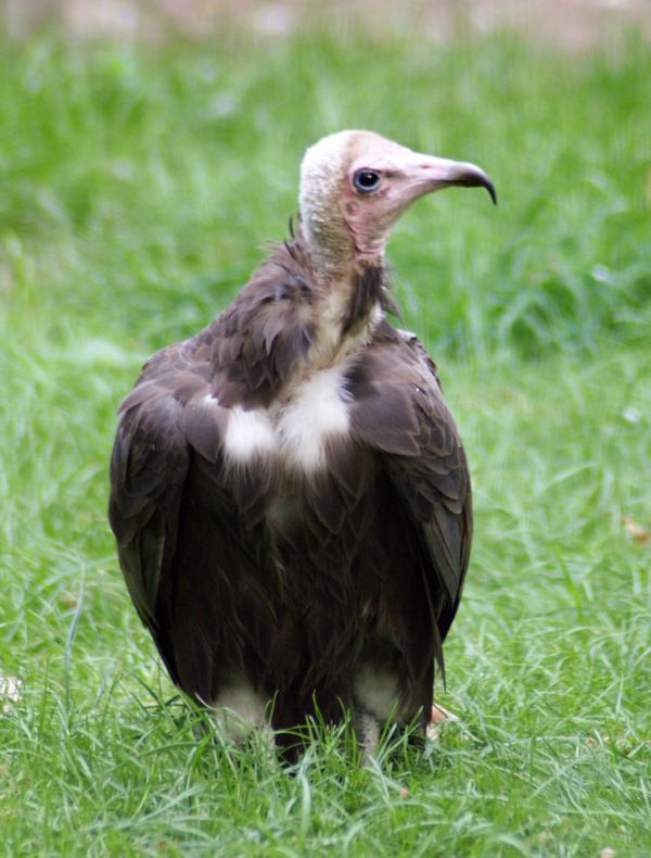 Faszination Geier: Gastbeitrag: Geier im Zoo Berlin