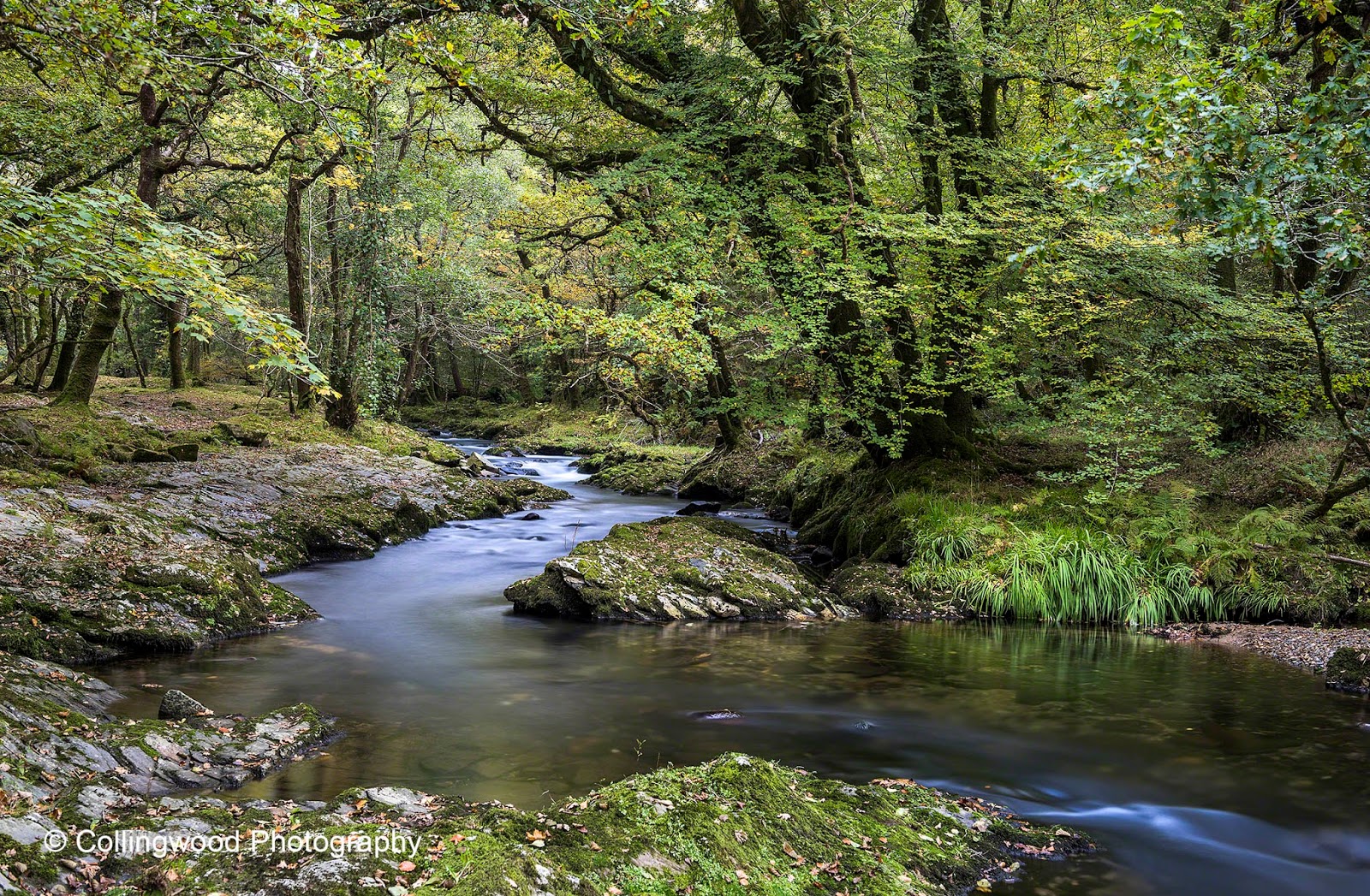 Tavicinity: Grenofen by the Walkham River - Remember Sunshine?