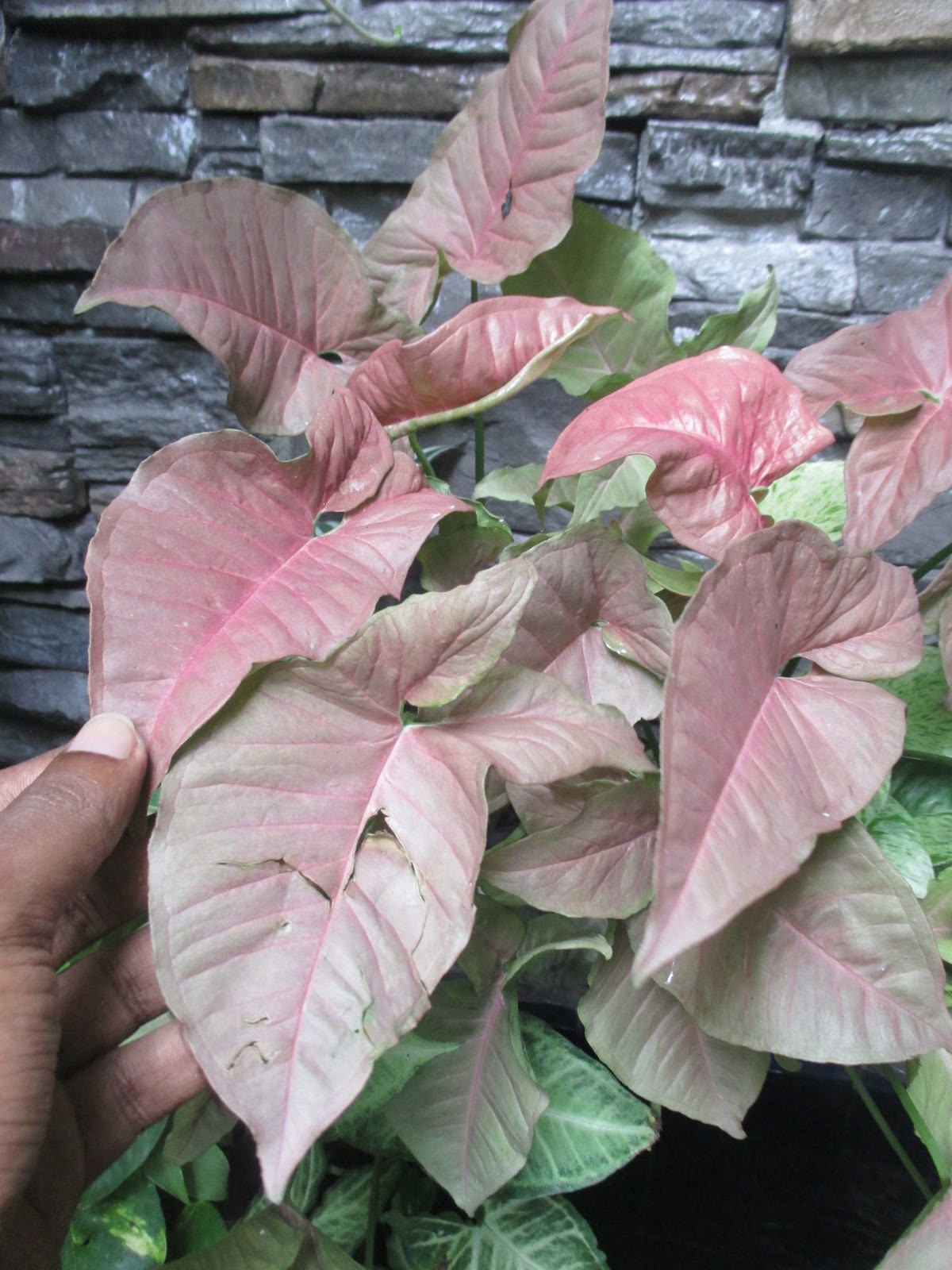 Garden Chronicles of James David: GooseFoot Plant