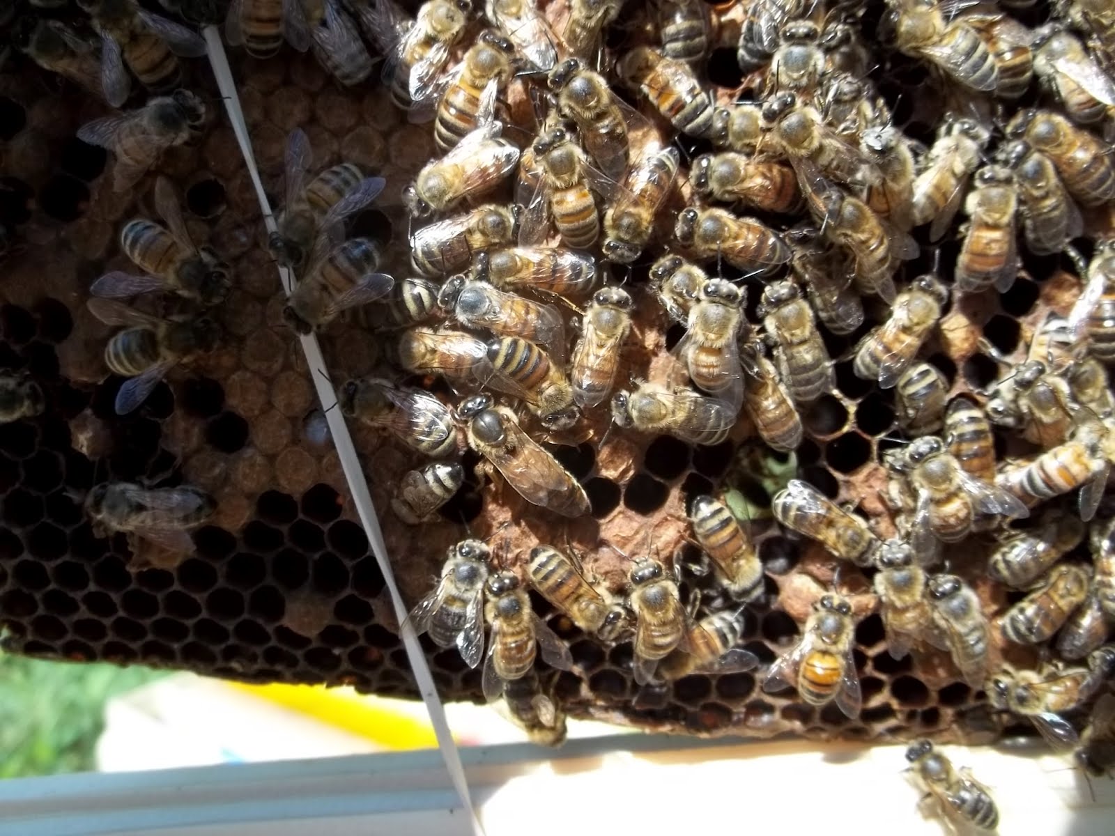 BizzyBuzzin' Honeybeezness