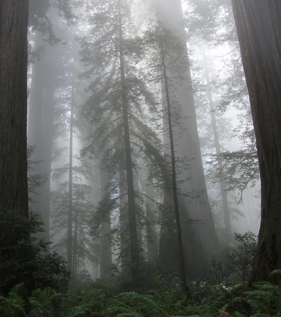 The Coastal Redwoods Ecosystem: The Importance of the Summer Fog on ...
