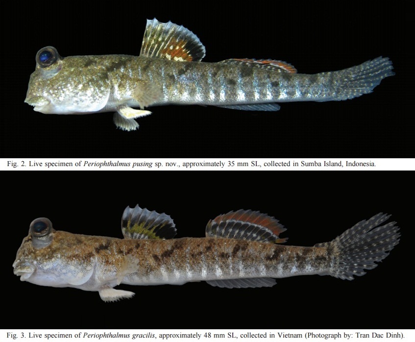 Species New to Science: [Ichthyology • 2016] Periophthalmus pusing • A ...