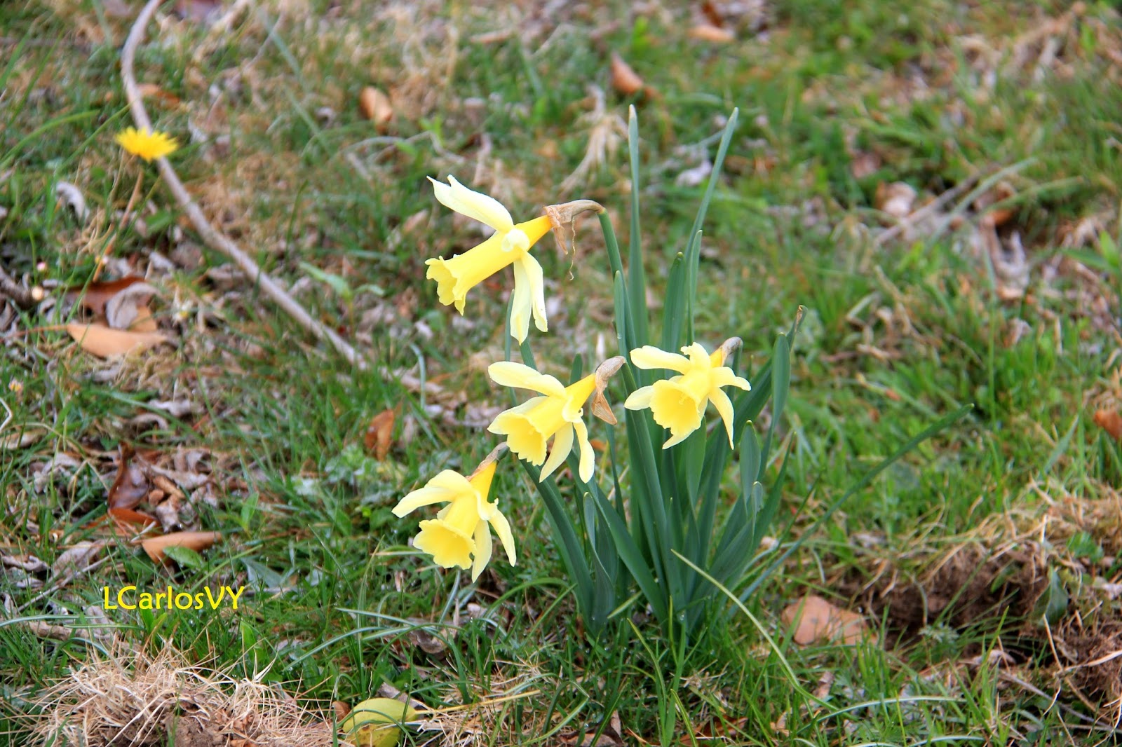 Plantas silvestres de Asturias: Narciso trompón - Narcissus tortuosus