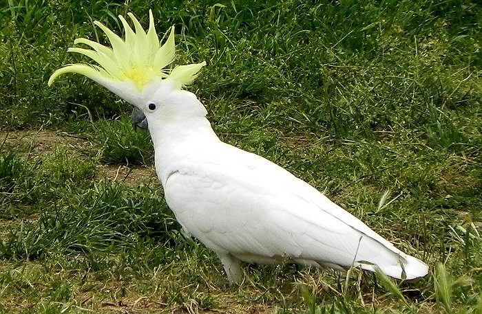 TOP 10 MOST Beautifully Crowned Birds - SZD