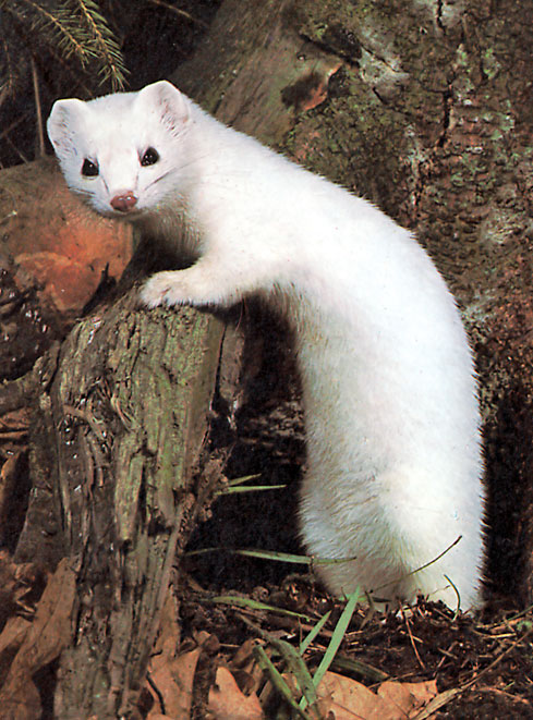 Hermelin lasica -STOAT WEASEL-najsimpatičnija životinjica na svijetu.