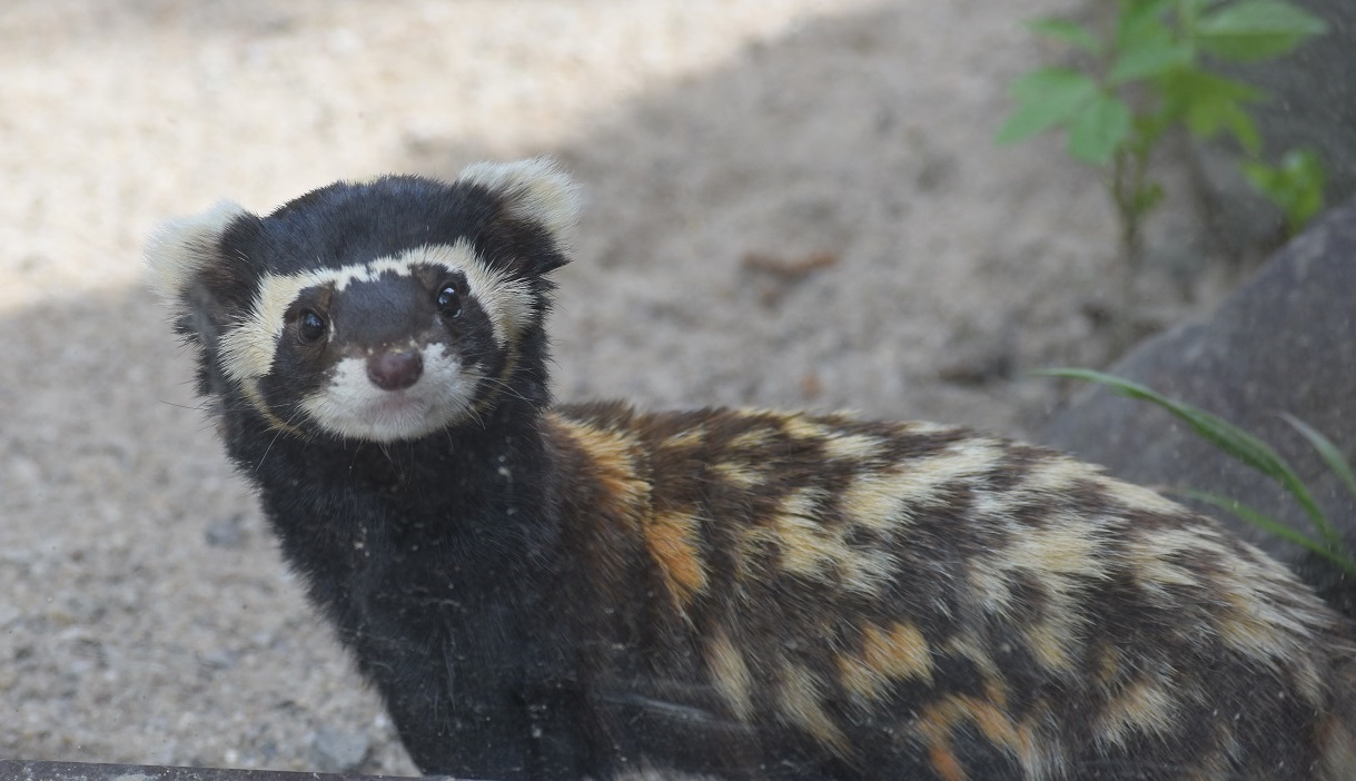 ZOOTOGRAFIANDO (6.100 ANIMALS): TURÓN BÚLGARO / MARBLED POLECAT ...