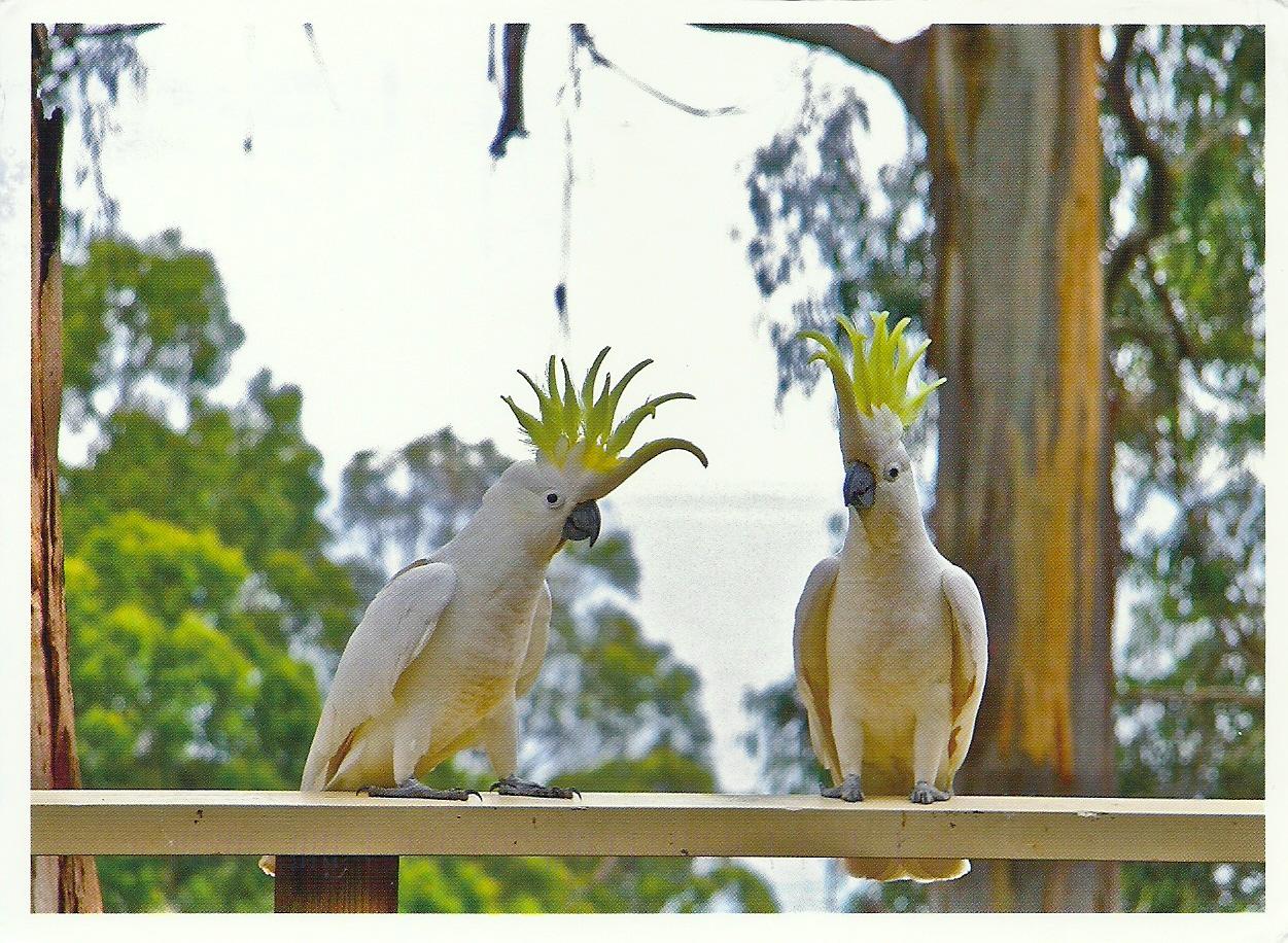 Projek Satu Dunia (One World Project)™: Australia - Australian White ...