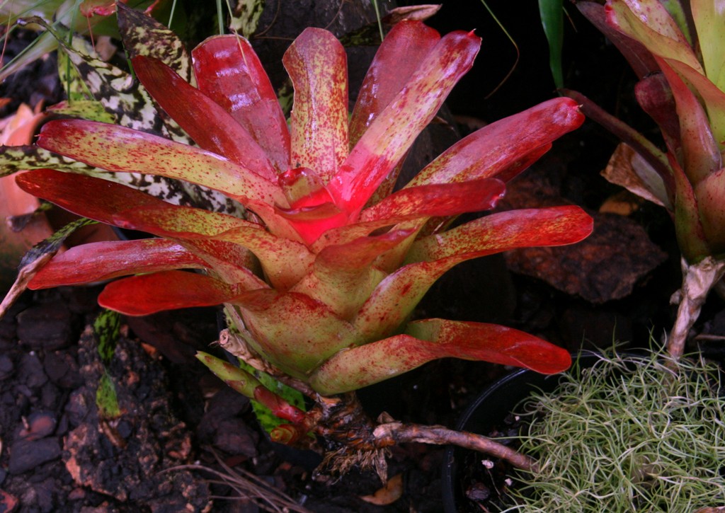 Bromeliads "My Collection"