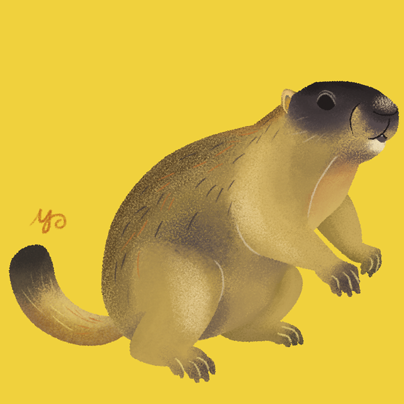 りすマニア SQUIRREL MANIACS: Tarbagan marmot / シベリアマーモット