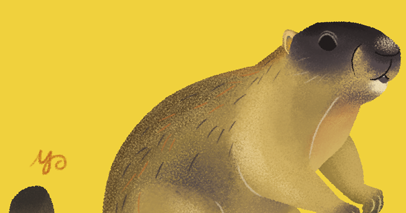 りすマニア SQUIRREL MANIACS: Tarbagan marmot / シベリアマーモット