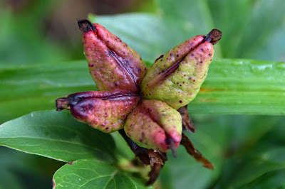 Southern Peony: 2016 Intersectional Peony Hybridizing Seed Pods