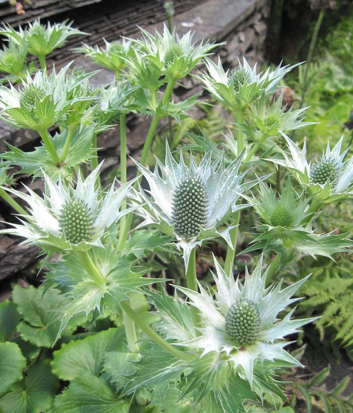 Flutterby Patch: July 2011