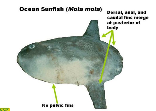 WORLD ARTISTS Showcase