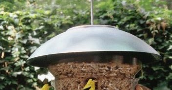 Electric Squirrel Proof Bird Feeder - Shock the Squirrel! | Best ...