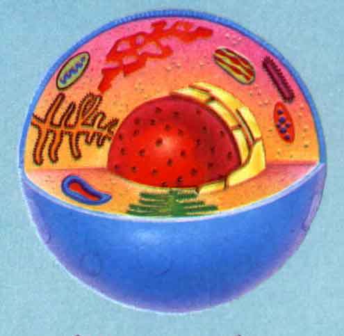 Generalidades de la celula: Generalidades de la celula