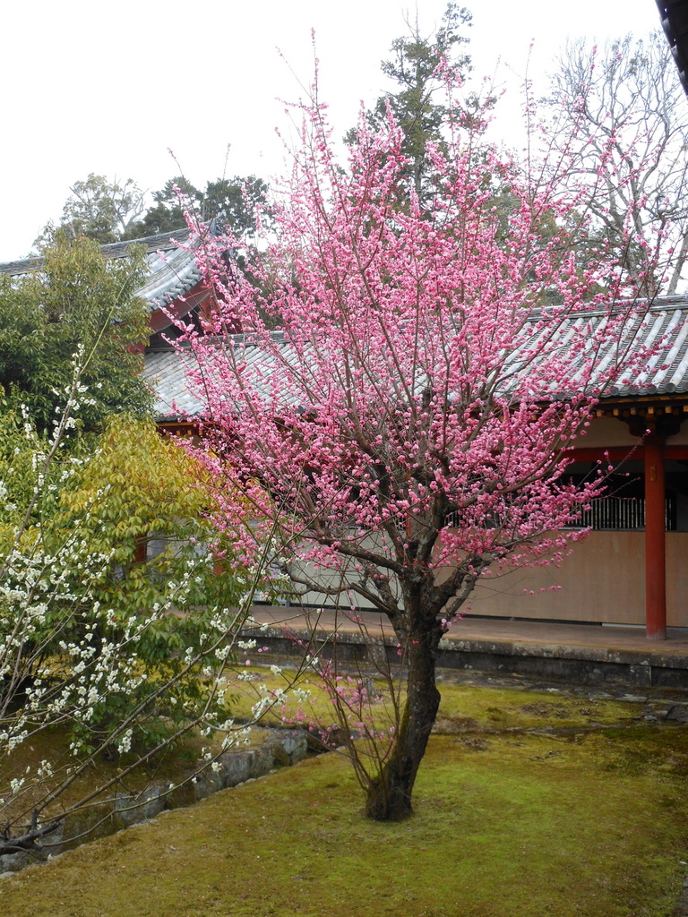 Aerides Designs - Handcrafted Gemstone Jewelry