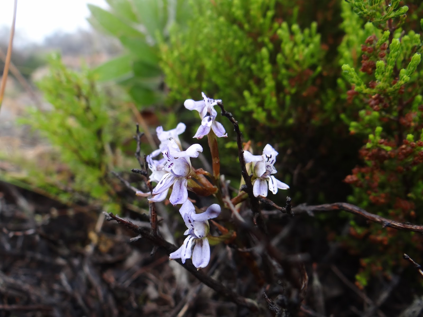 Caerulean Skies: August 2013