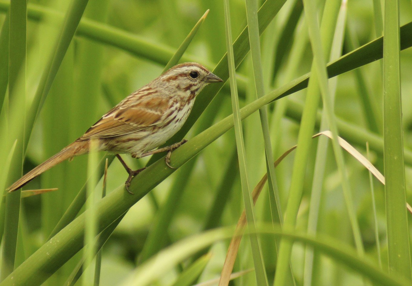 Butler's Birds: A Salute to Sparrows