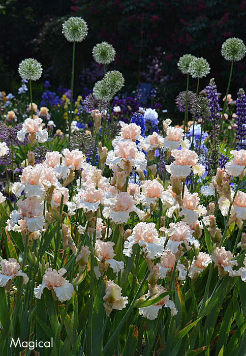 World of Irises: Photo Essay: A Visit to Schreiner's Iris Gardens