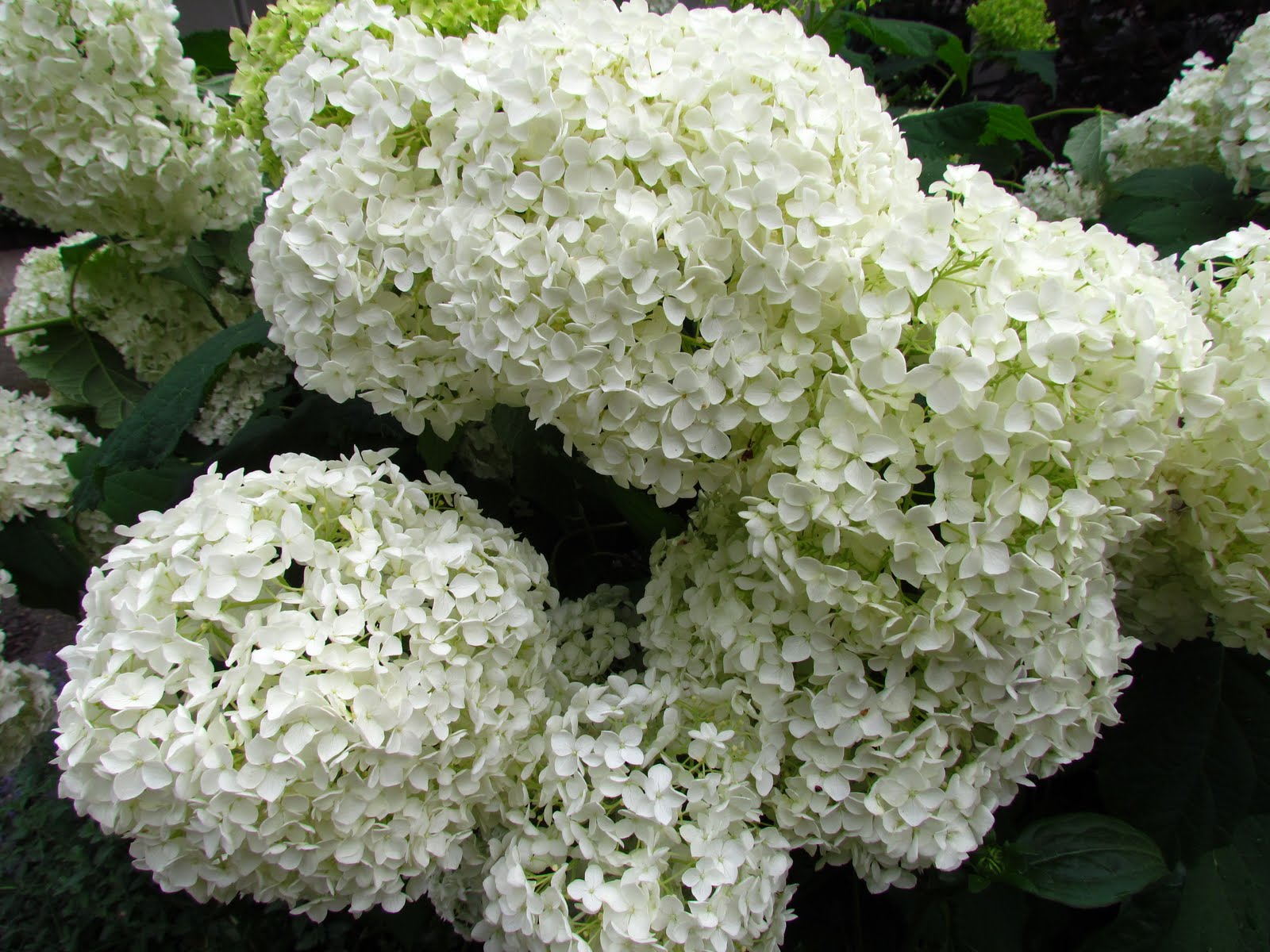 Hydrangeas