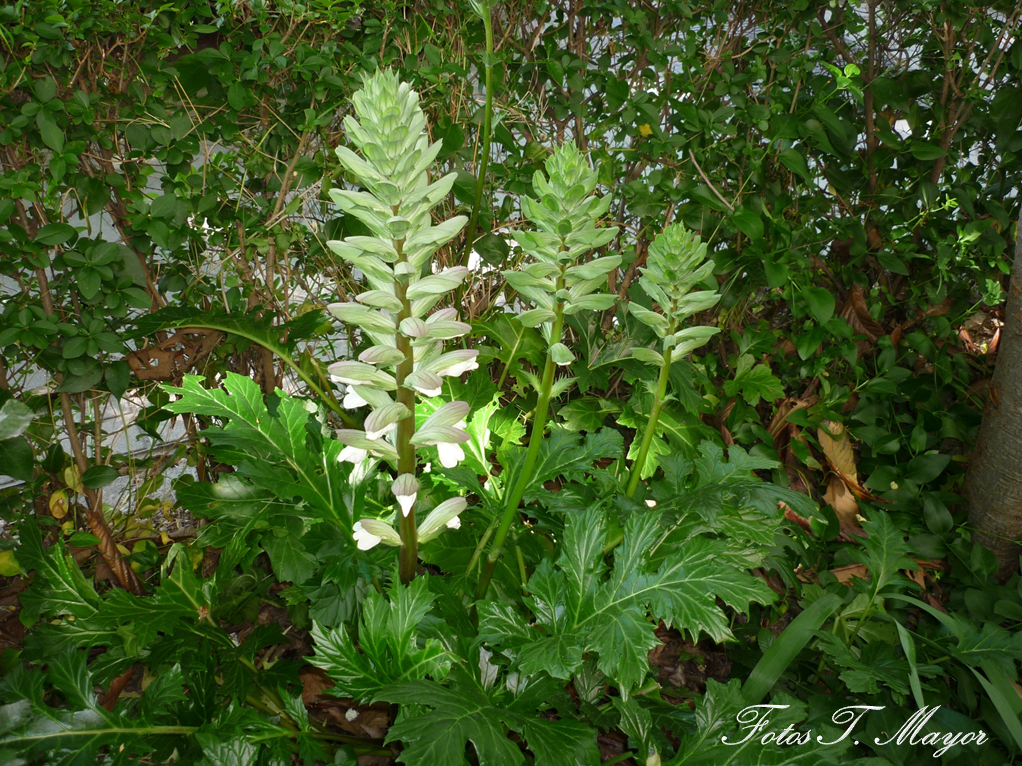 Flores y plantas silvestres: " Acanthus mollis ". Acanto, Alas de ángel ...