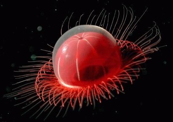 ANIMALES DE LA FOSA MARINA: Fosa de las Marianas