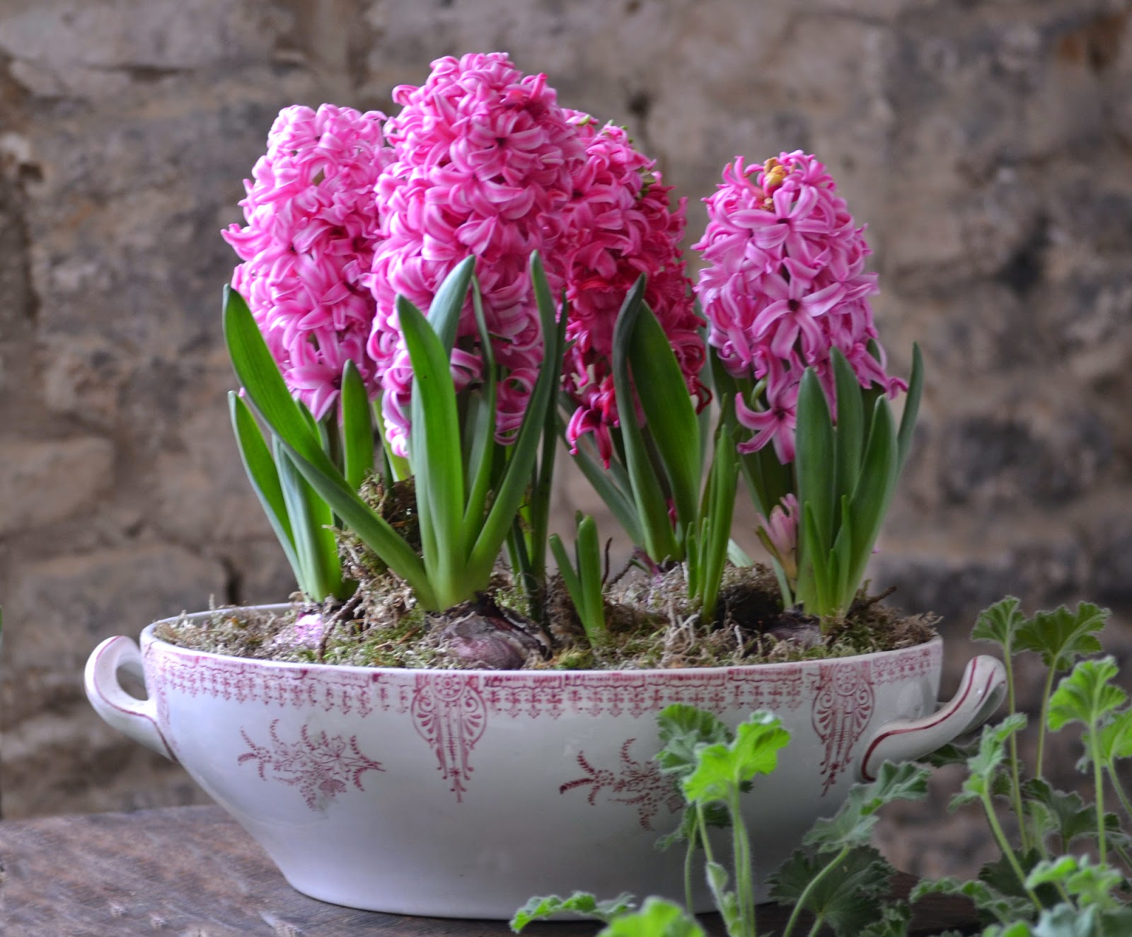 Hyacinths to Feed Thy Soul