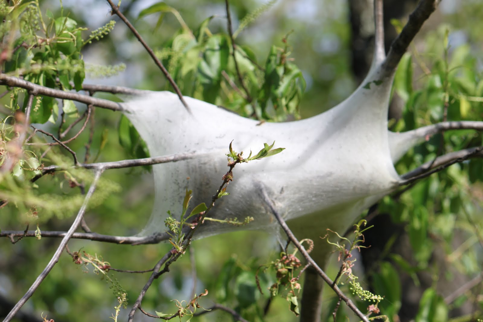 The Magic, Miracles and Joy of an Artist: Tree Cocoons