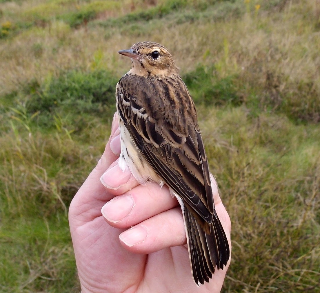 Two in a bush: The lure of Tree Pipits.